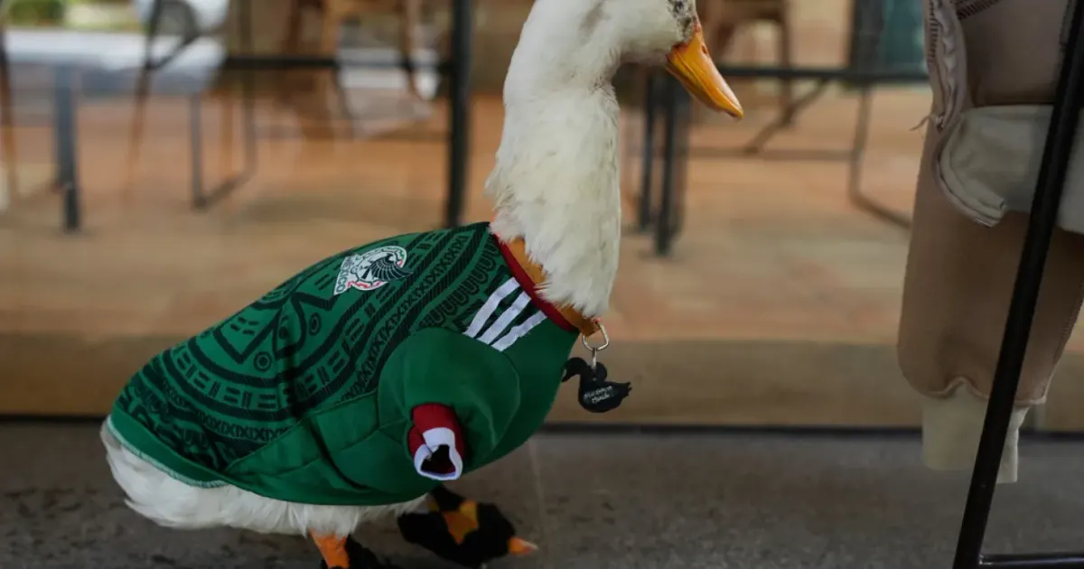 Invita FIFA a Merlín, el pato mexicano, al Fan Fest del Mundial